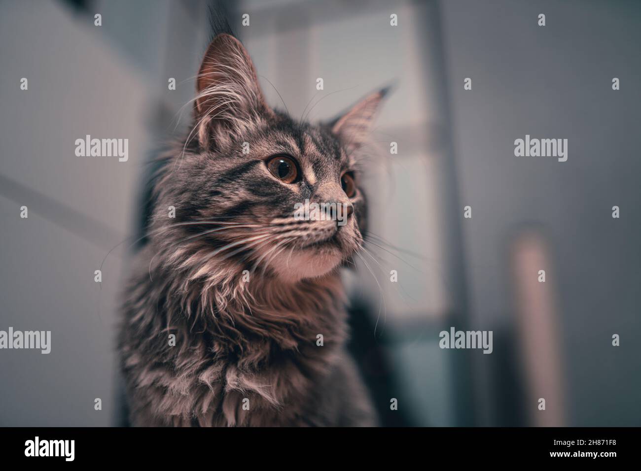 Grey cat portrait in studio with dark background Stock Photo - Alamy