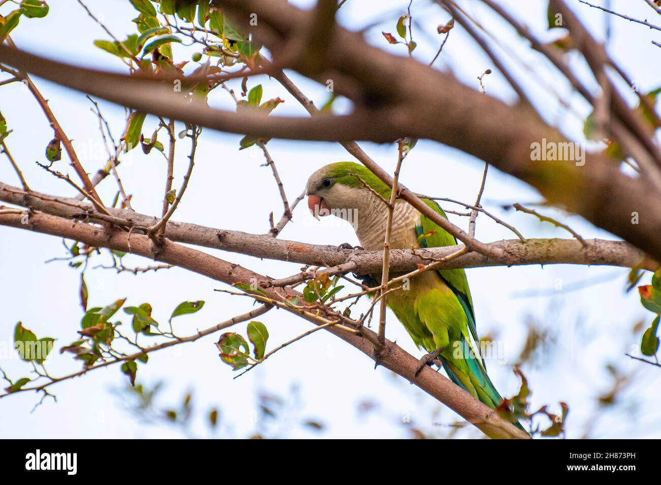 Alexandrine parakeet (Psittacula eupatria), also known as the ...