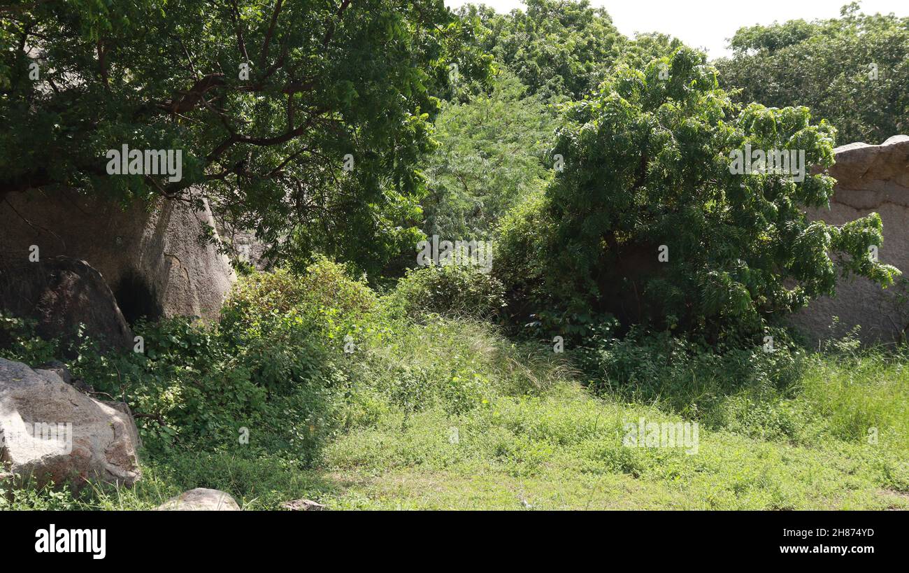 The beautiful cliff slope is beautiful to see the greenry natural trees ...