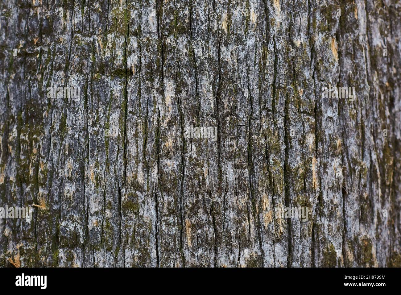Aspen tree wooden texture hi-res stock photography and images - Alamy