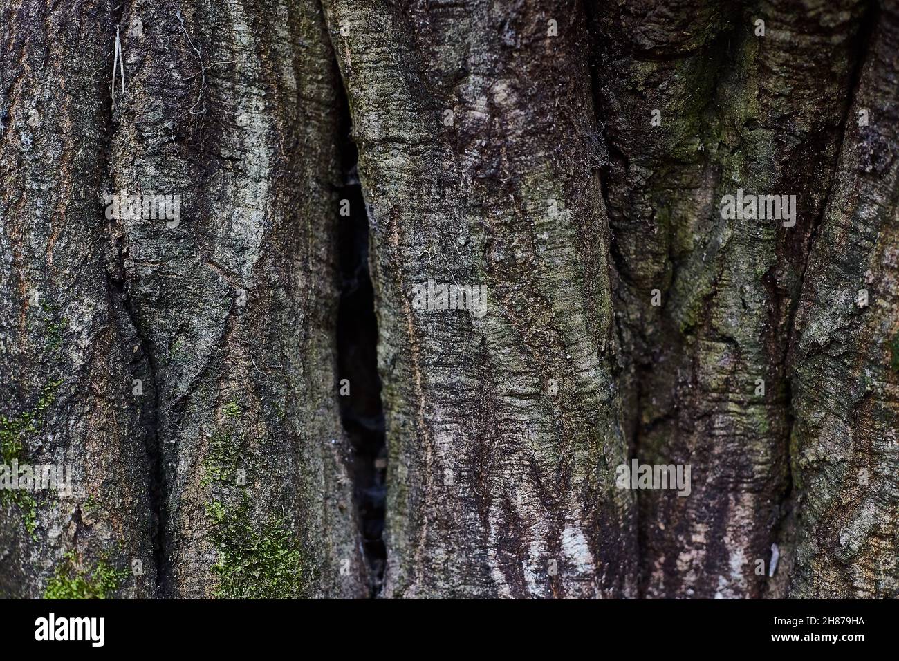 Tree bark old texture, horizontal background with moss Stock Photo - Alamy
