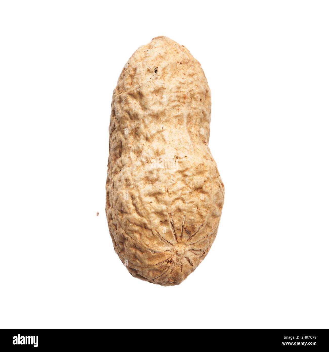 Single peanut with shell isolated on a white background Stock Photo - Alamy