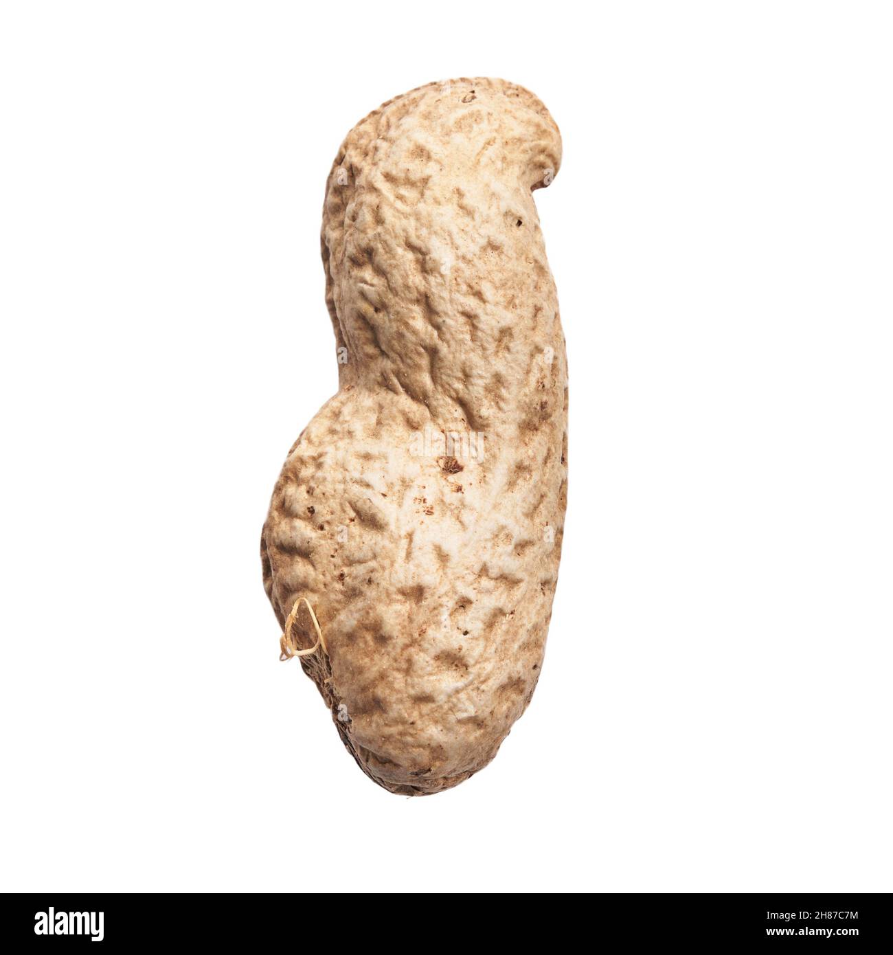 Single peanut with shell isolated on a white background Stock Photo - Alamy