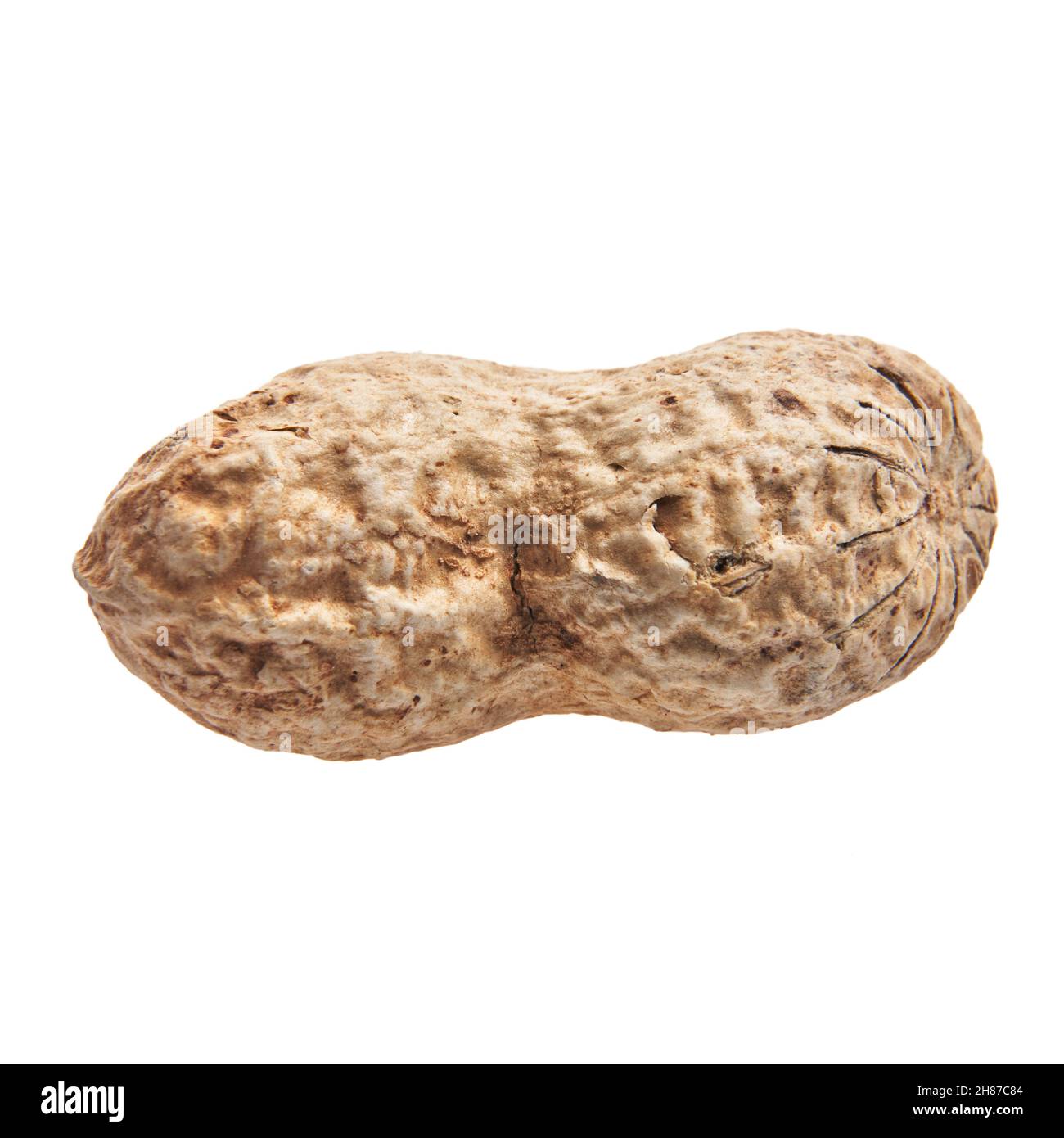 Single peanut with shell isolated on a white background Stock Photo - Alamy