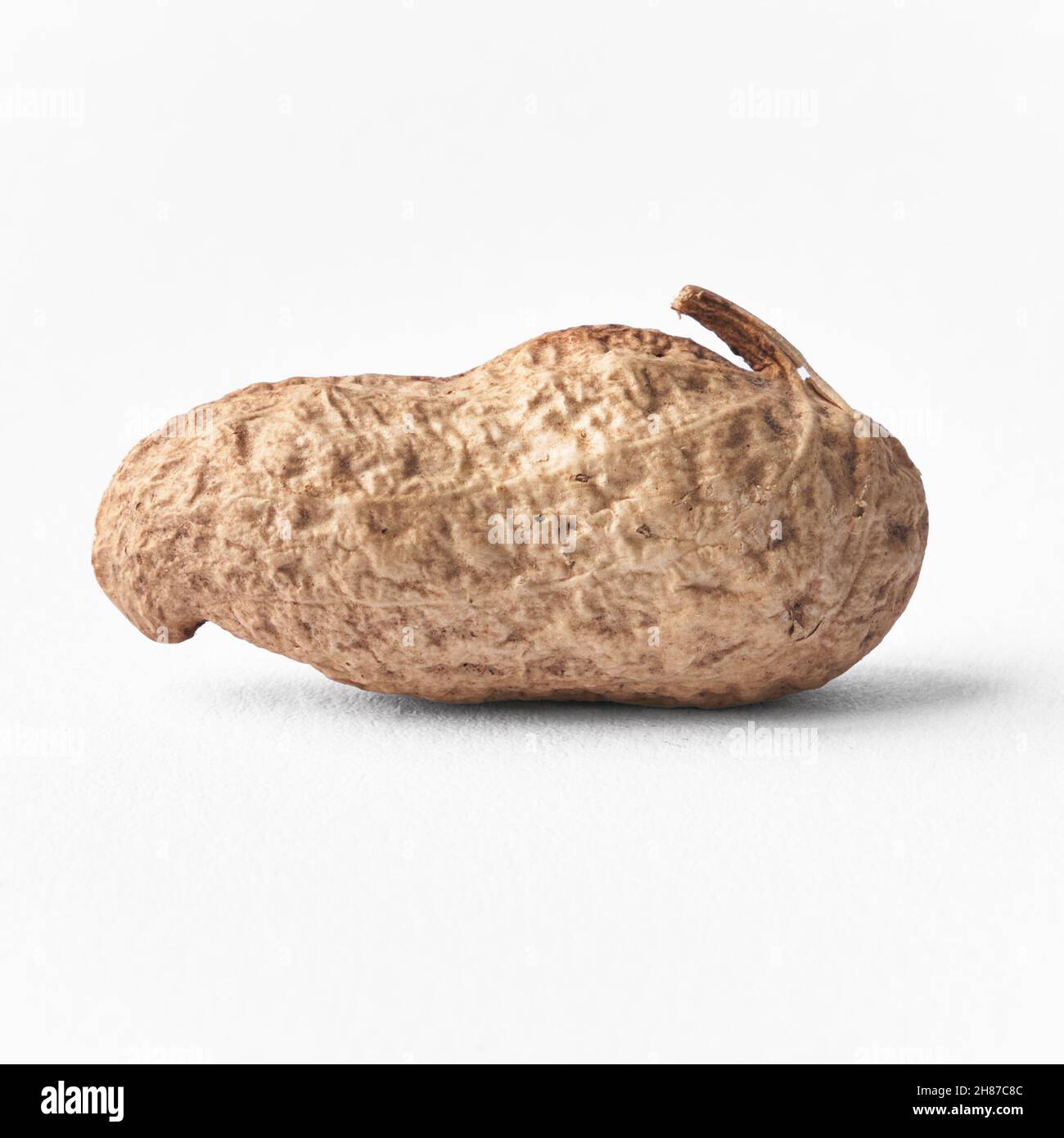 Single peanut with shell isolated on a white background Stock Photo - Alamy