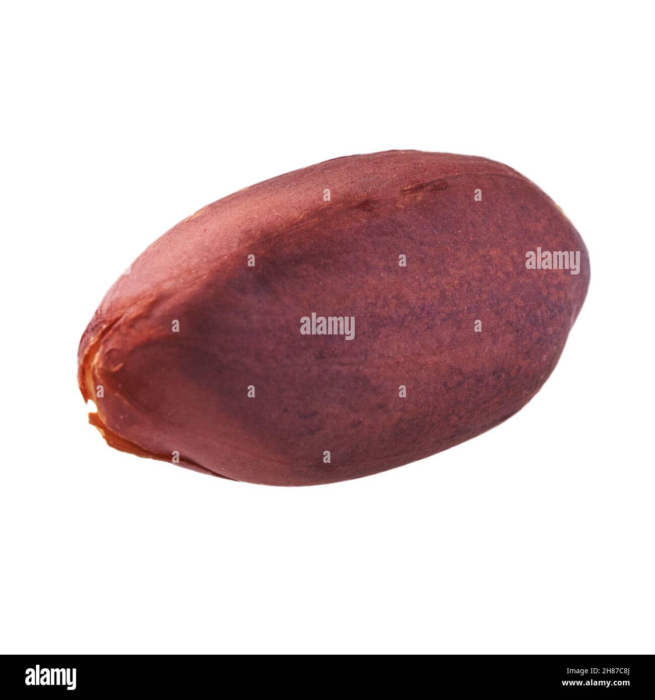 Single peanut isolated on a white background Stock Photo - Alamy