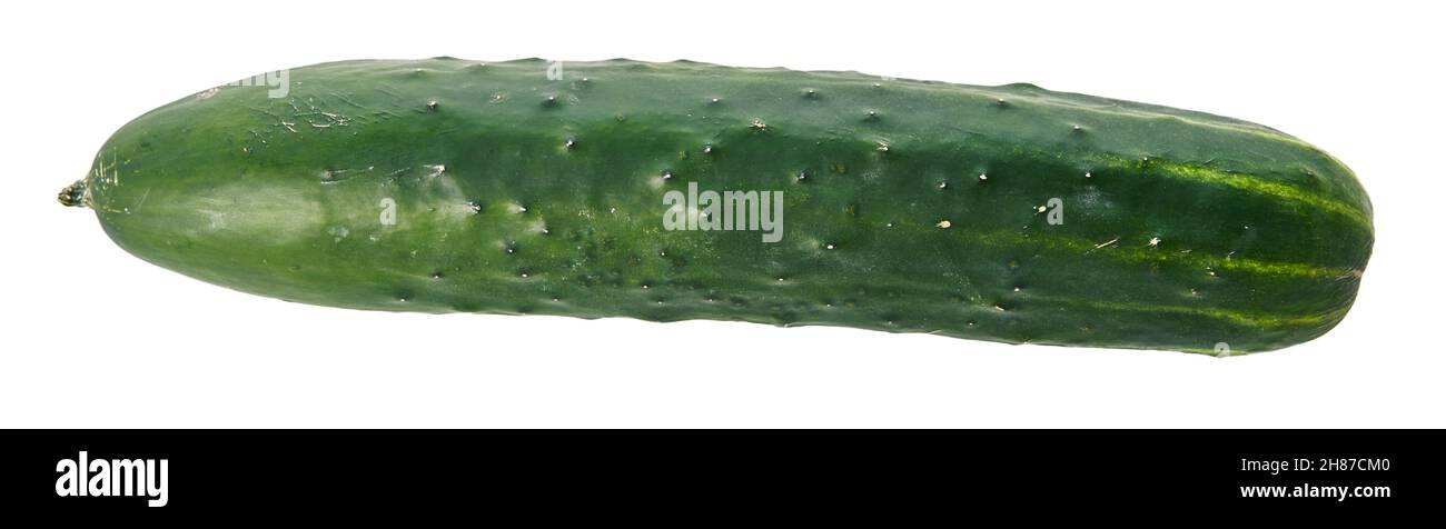 Single cucumber isolated on a white background Stock Photo - Alamy