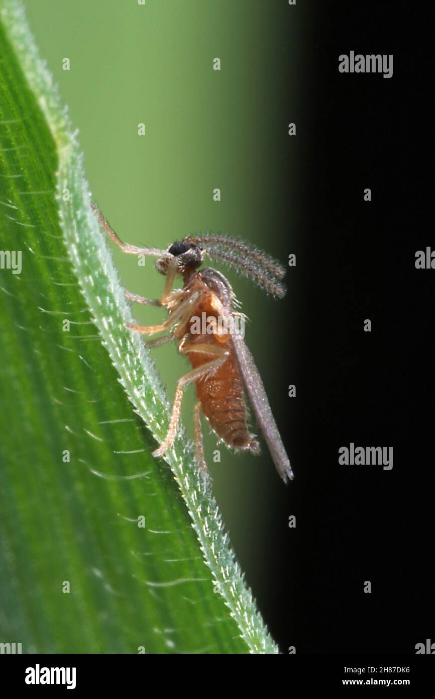 Contarinia tritici hi-res stock photography and images - Alamy