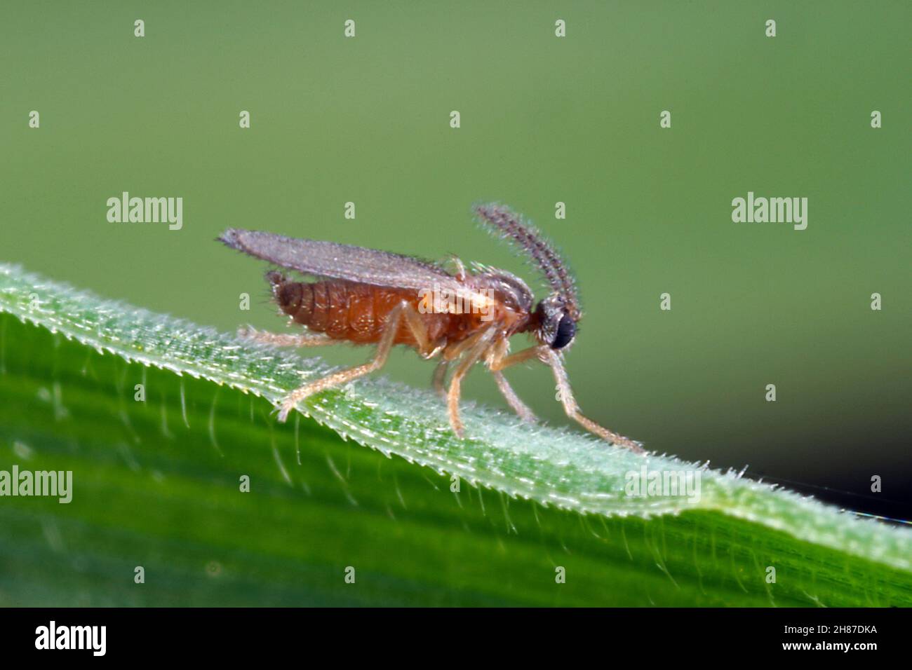 Wheat fly Contarina (Contarinia; formerly Cecidomyia) tritici - wheat ...