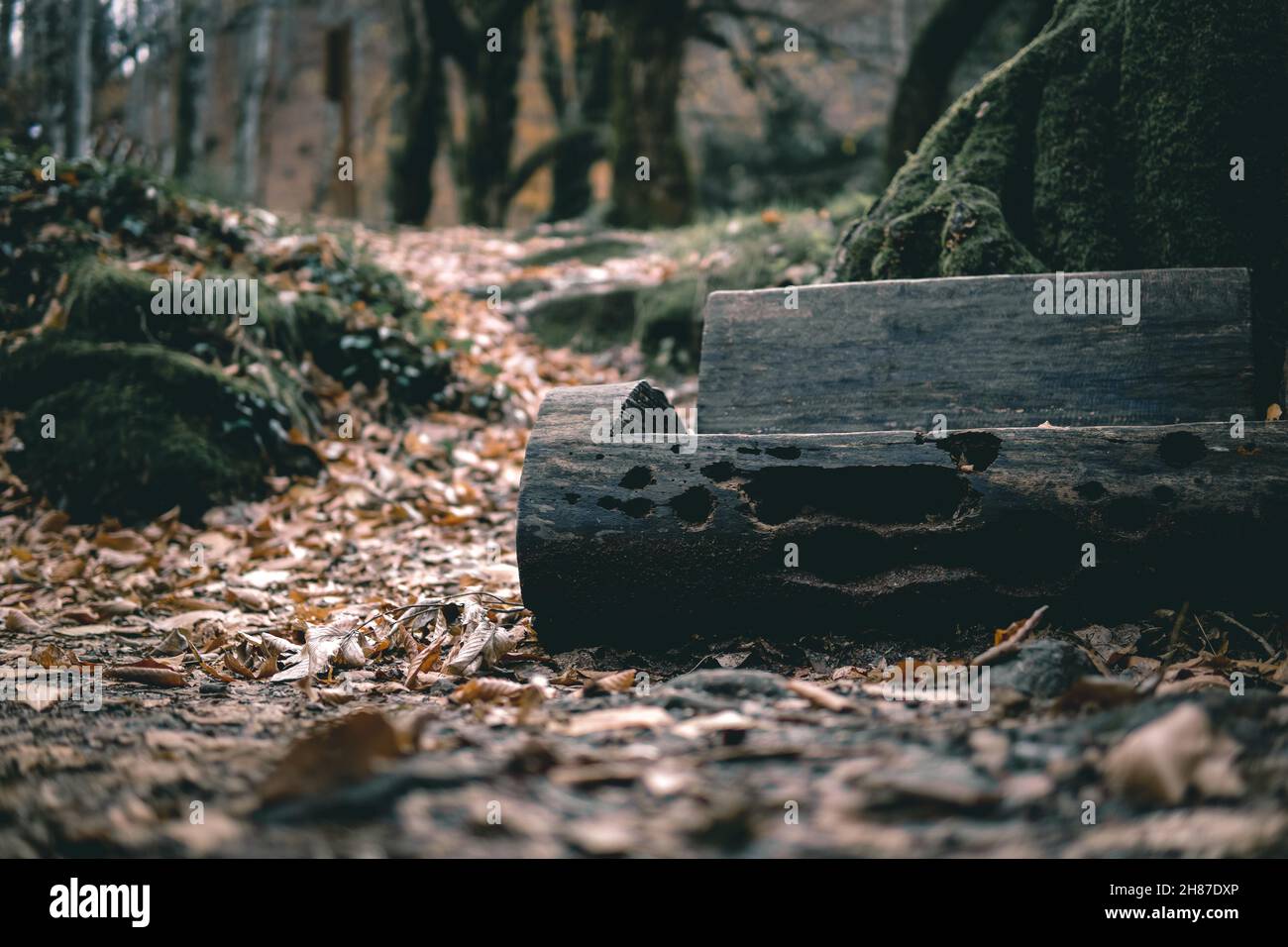 tree bench in the forest Stock Photo - Alamy