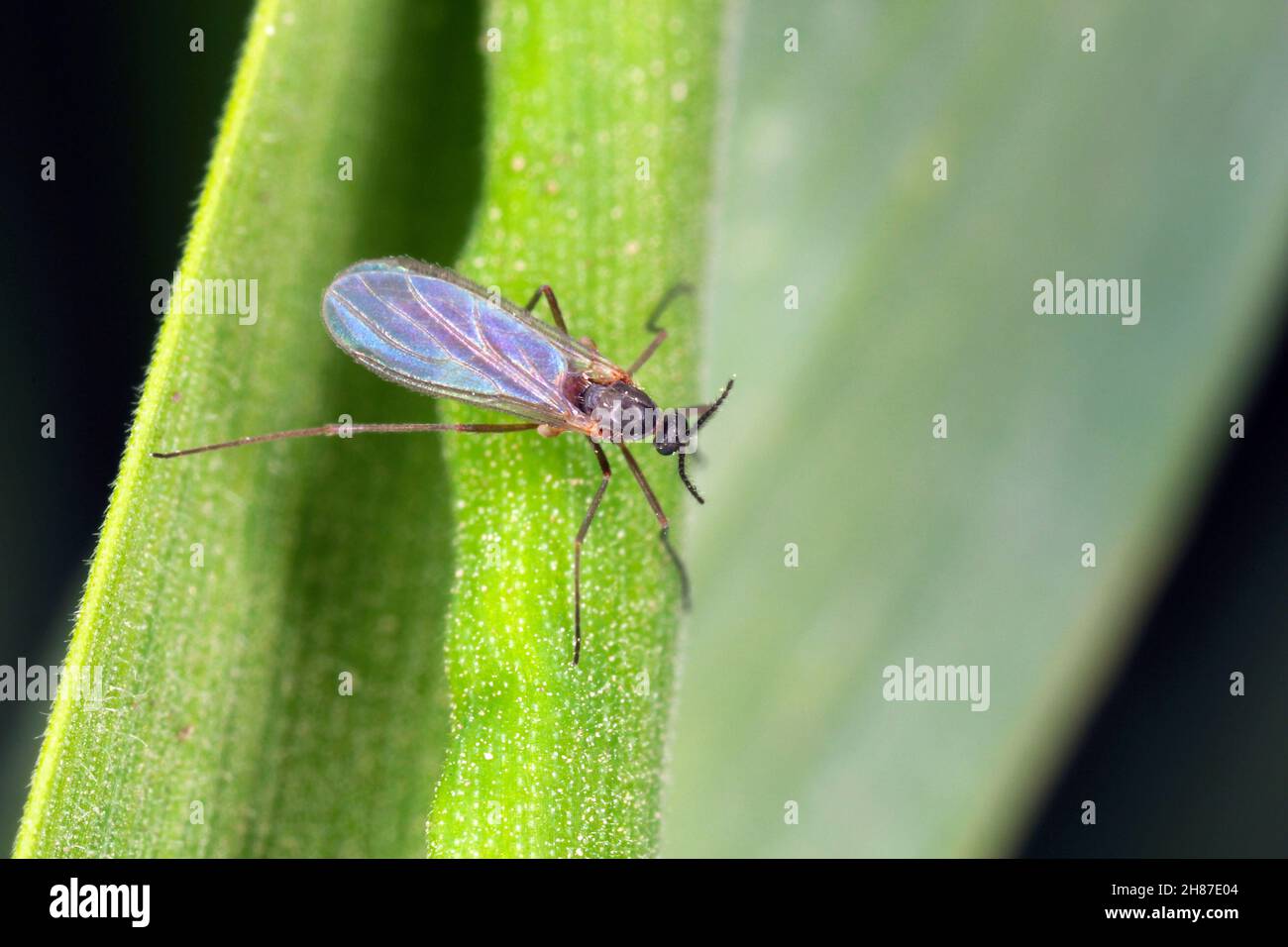 Cereal fly hi-res stock photography and images - Alamy