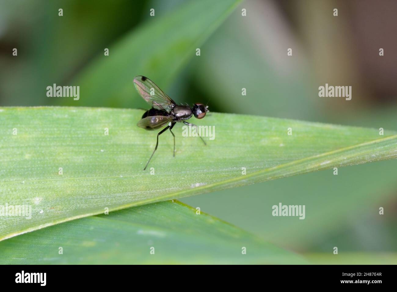 Cereal fly hi-res stock photography and images - Alamy