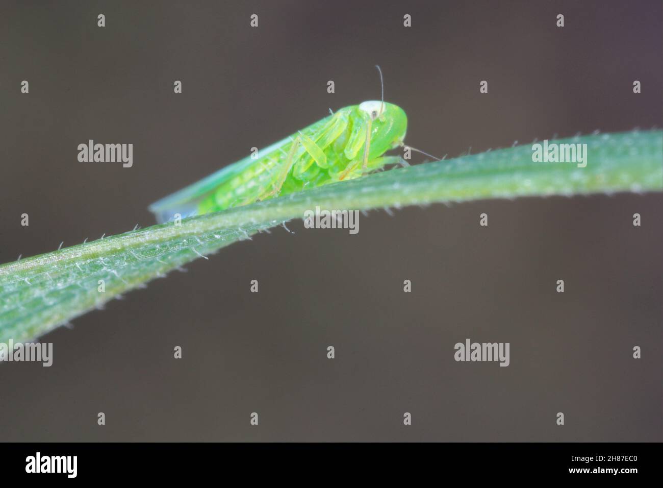 Potato leafhopper (Empoasca) belongs to family Cicadellidae. It is a ...