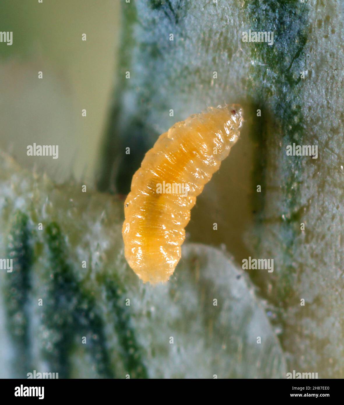 Contarinia tritici hi-res stock photography and images - Alamy