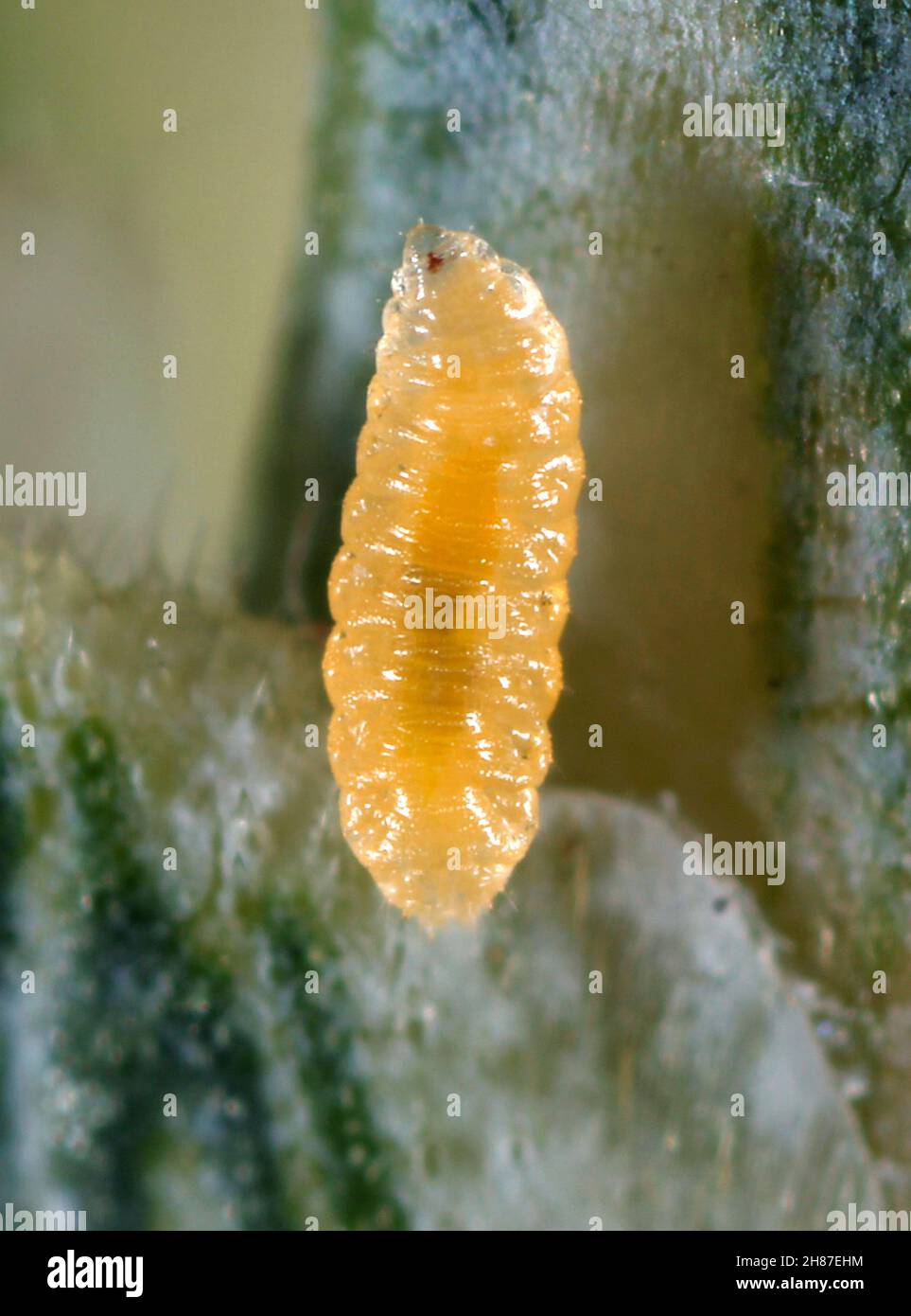 Contarinia tritici hi-res stock photography and images - Alamy