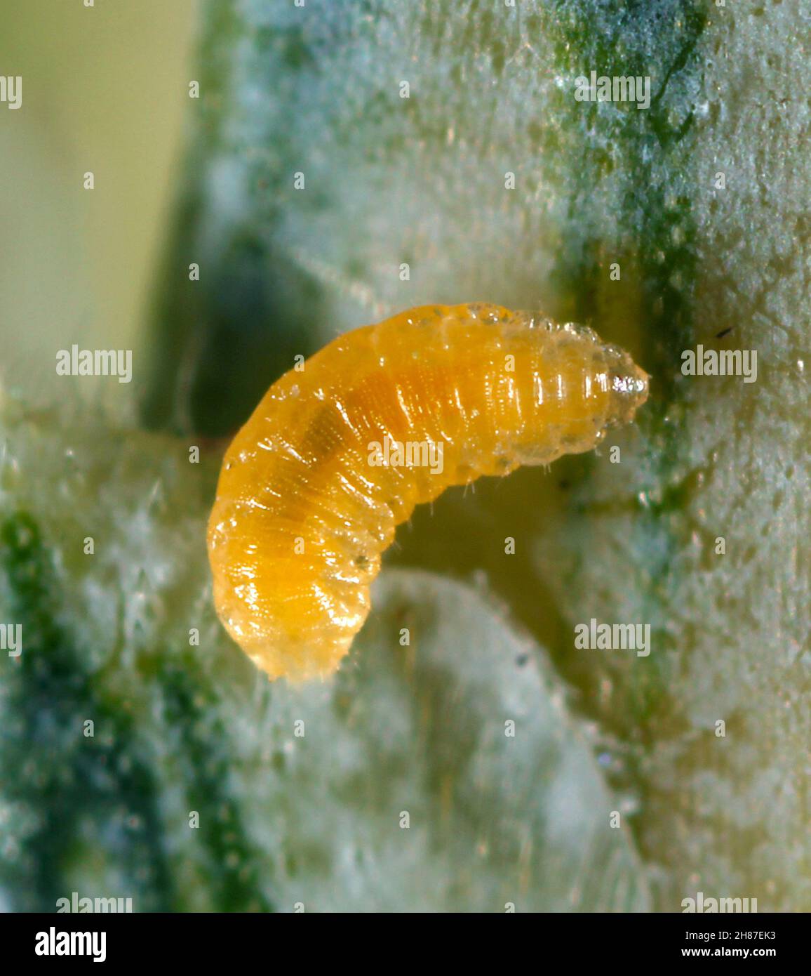 Larva of wheat fly Contarina (Contarinia; formerly Cecidomyia) tritici ...