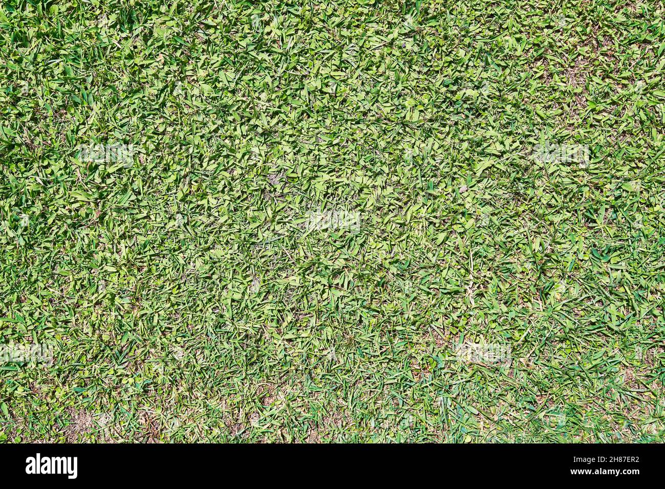 Beautiful grass texture image Stock Photo - Alamy