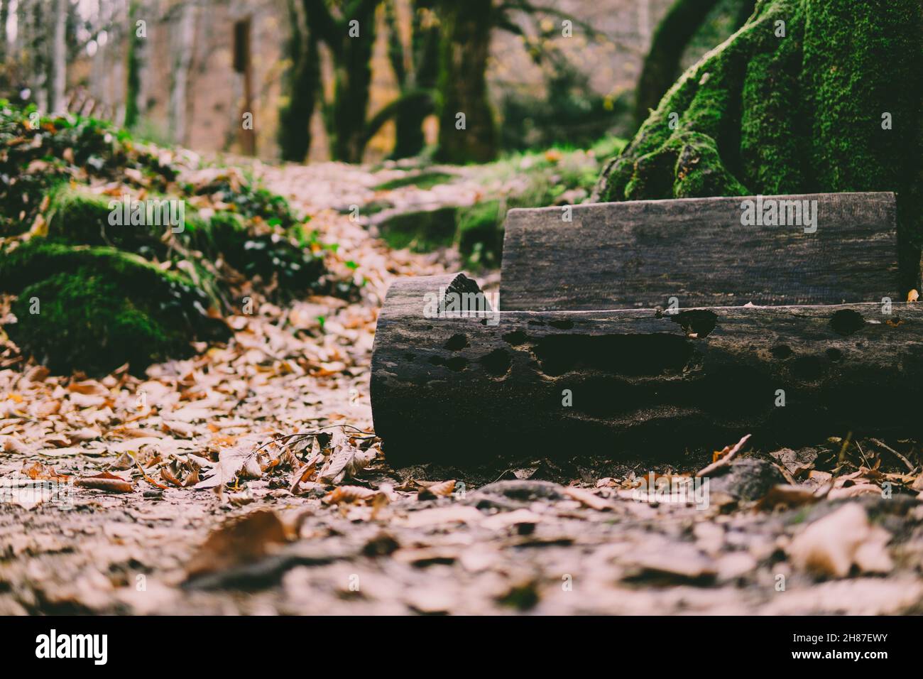 tree bench in the forest Stock Photo - Alamy