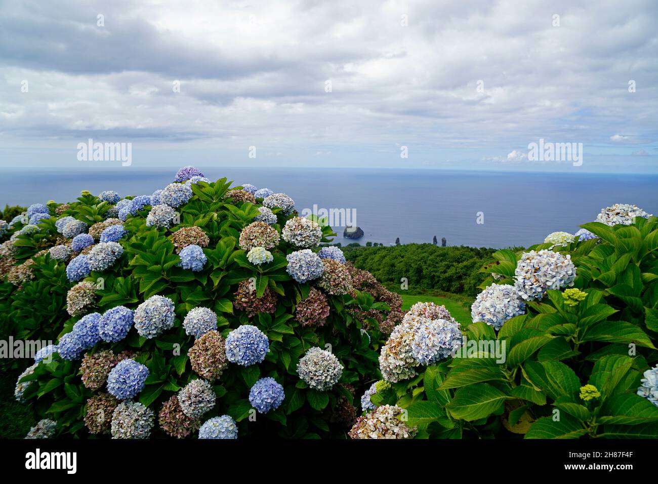 huge colorful hydrangea flowers on the azores islands Stock Photo - Alamy