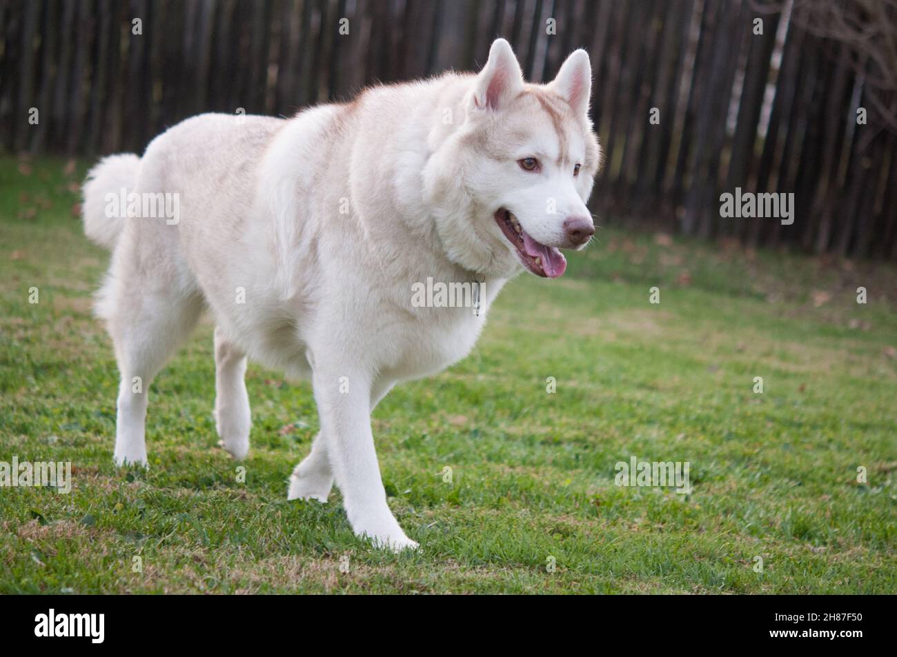 Dogs doing dog things 2 Stock Photo - Alamy