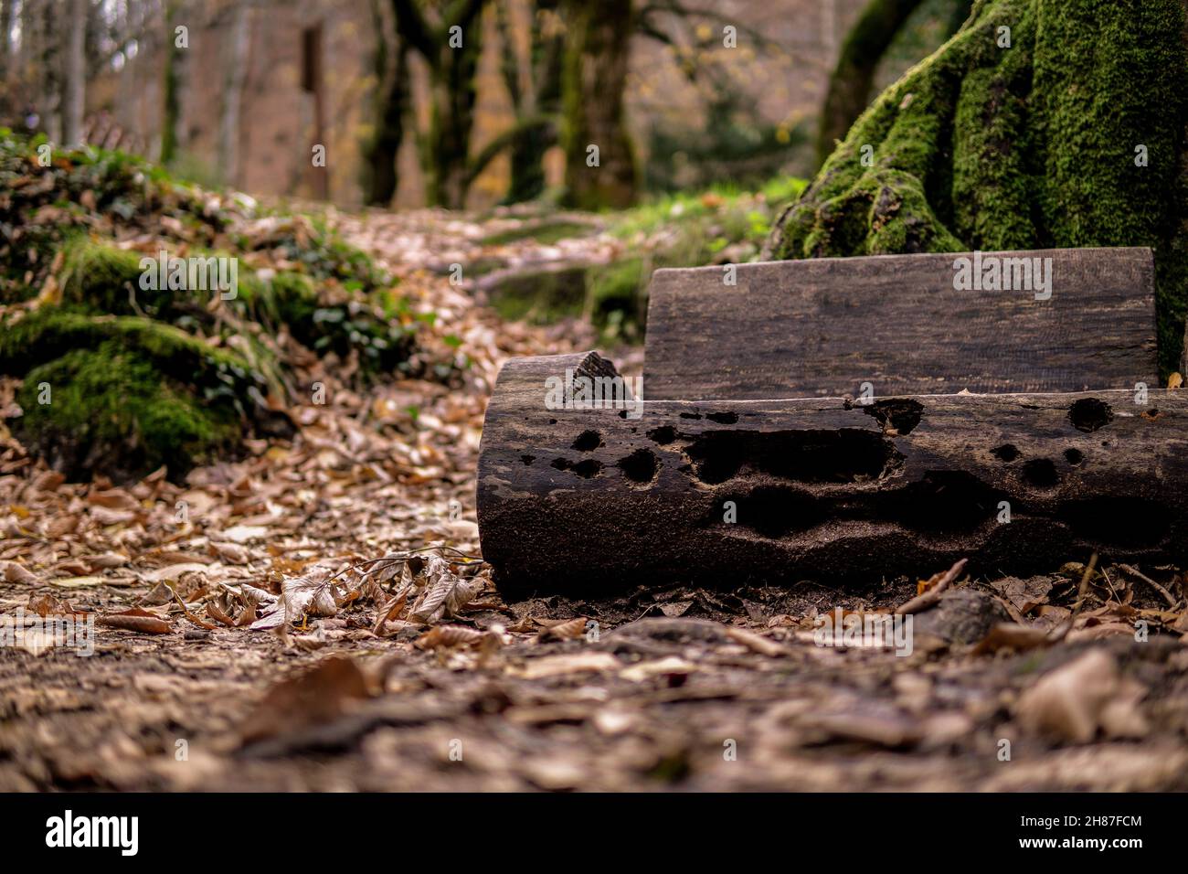 tree bench in the forest Stock Photo - Alamy