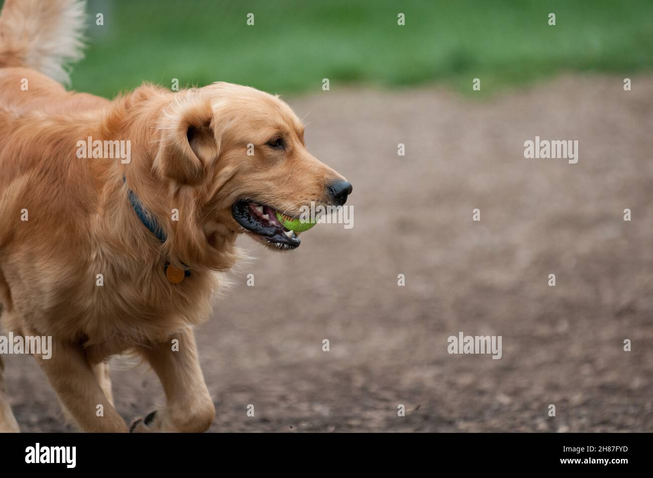 Dog playing at the dog park in Maryland Stock Photo - Alamy
