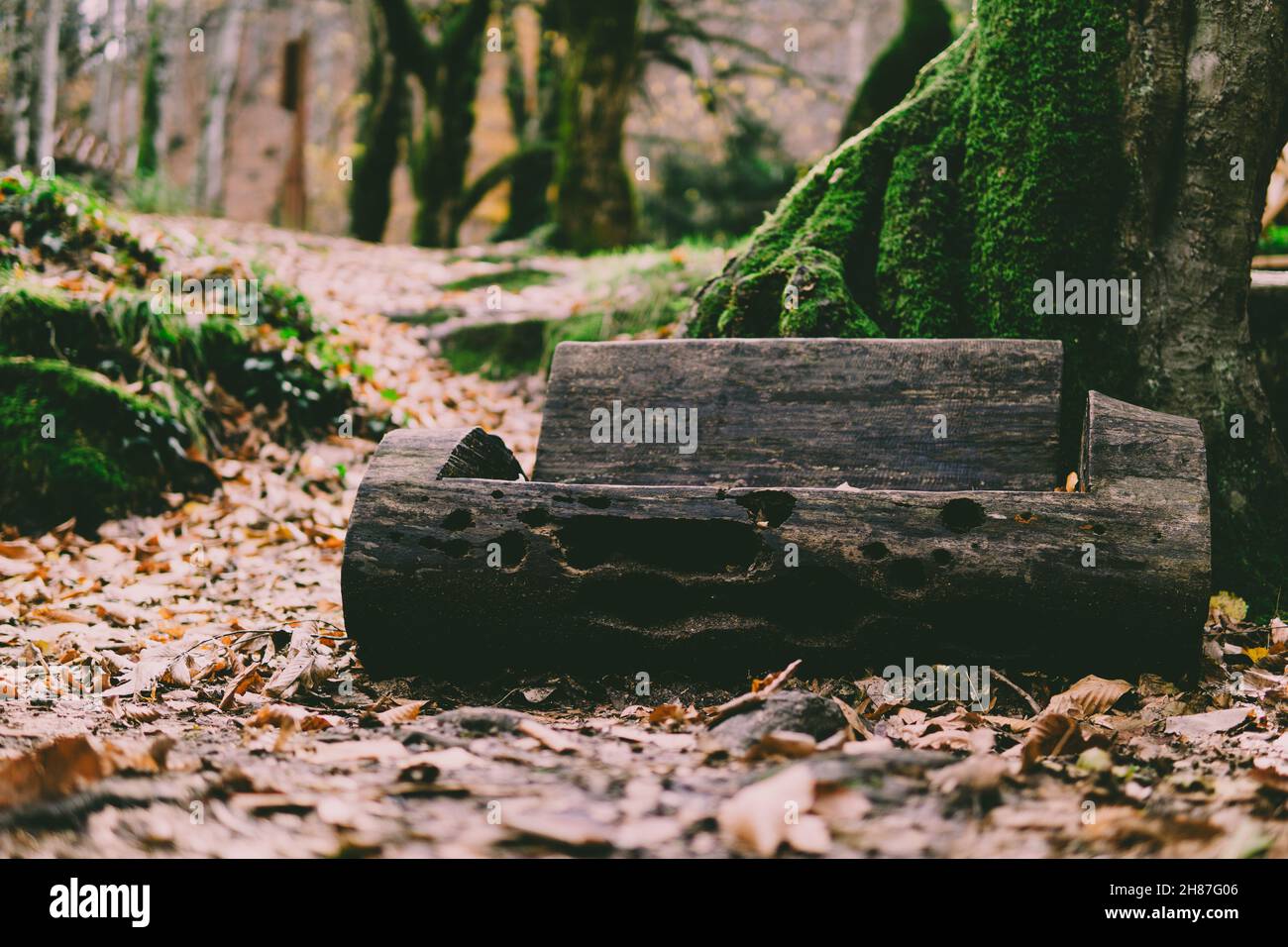 tree bench in the forest Stock Photo - Alamy