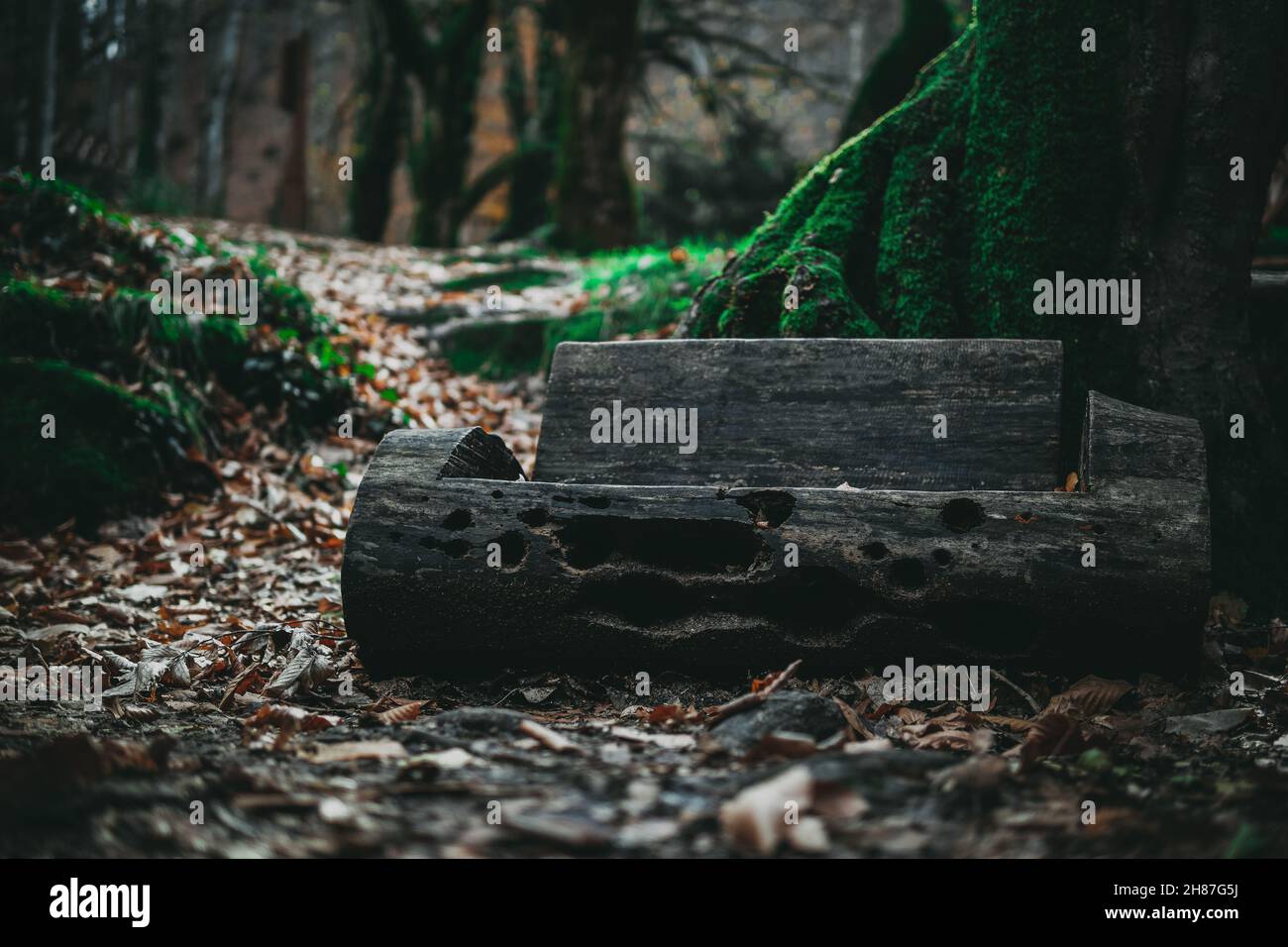 tree bench in the forest Stock Photo - Alamy