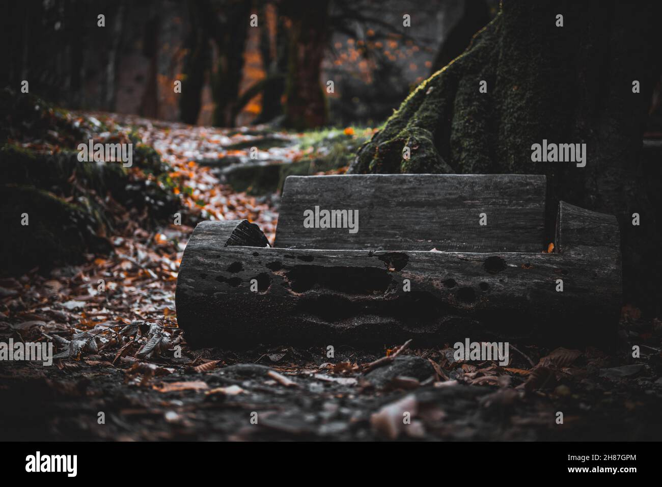 tree bench in the forest Stock Photo - Alamy