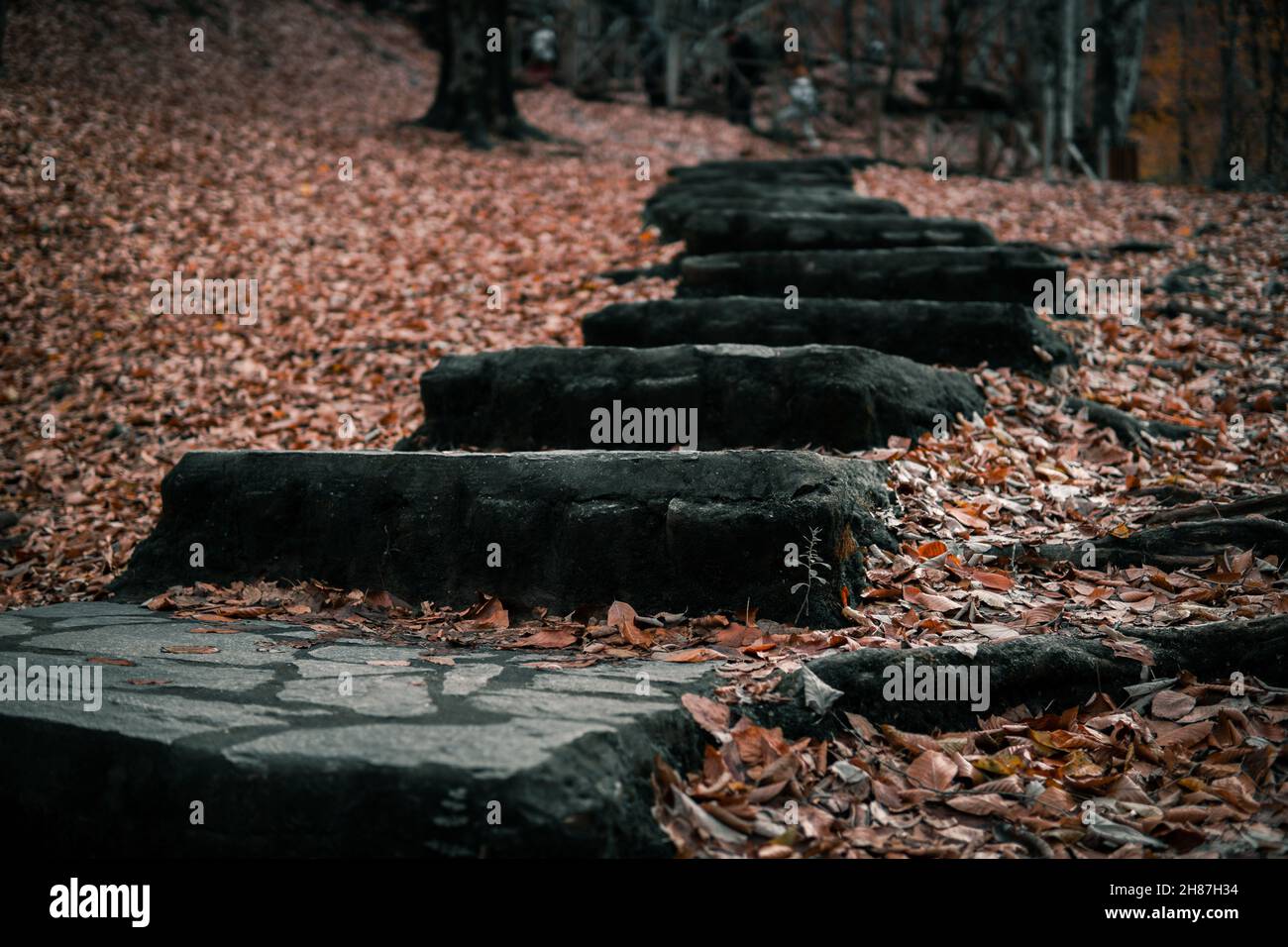 Stone stairs in the forest Stock Photo - Alamy