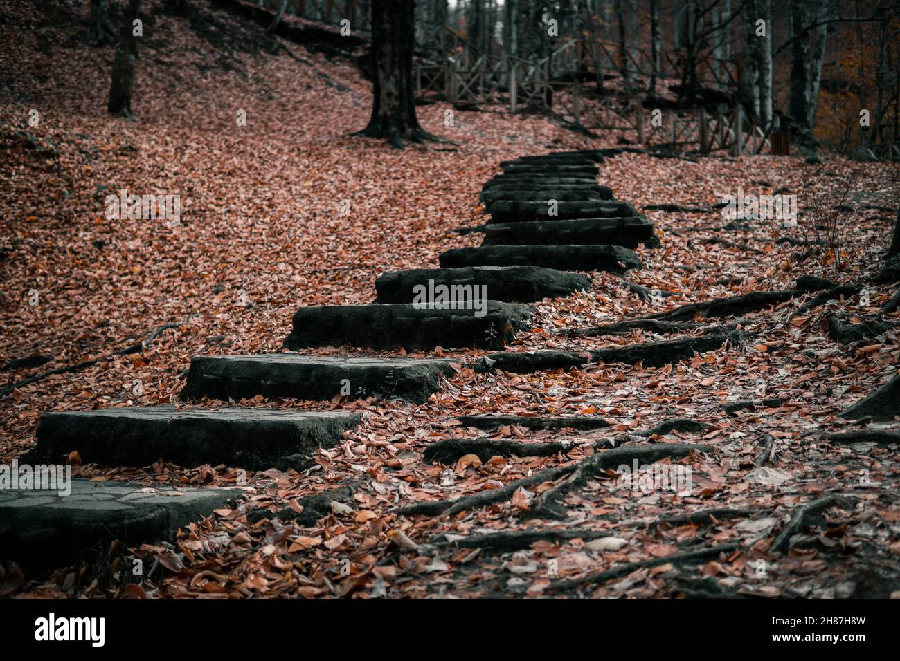 Stone stairs in the forest Stock Photo - Alamy