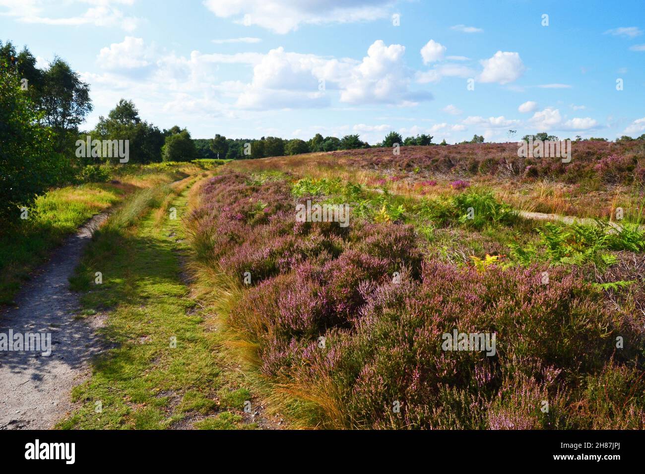 Minsmere reserve heather hi-res stock photography and images - Alamy
