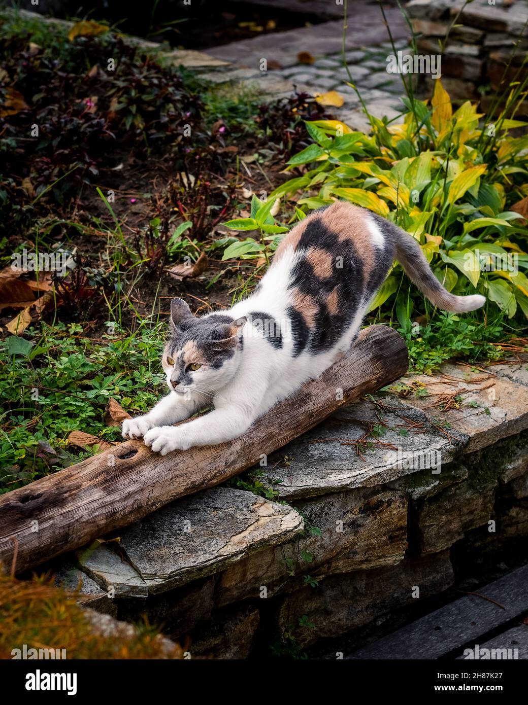Stray female cat stretching paws, photo of young female tabby cat Stock ...