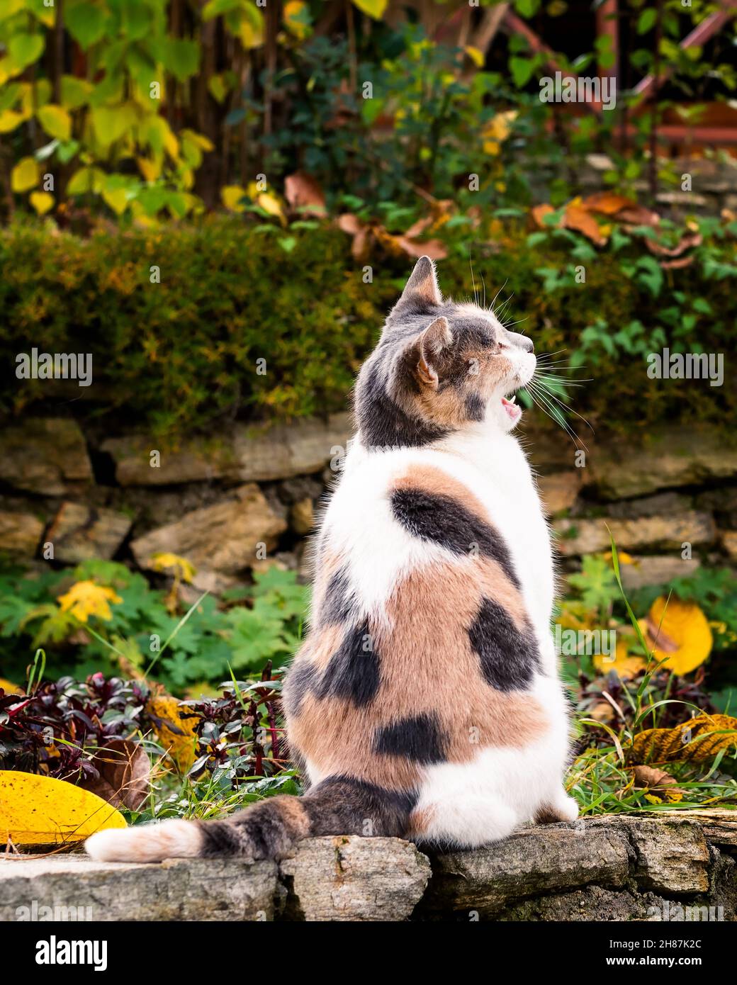 Stray tabby cat meowing, close-up photo of a female stray cat Stock ...