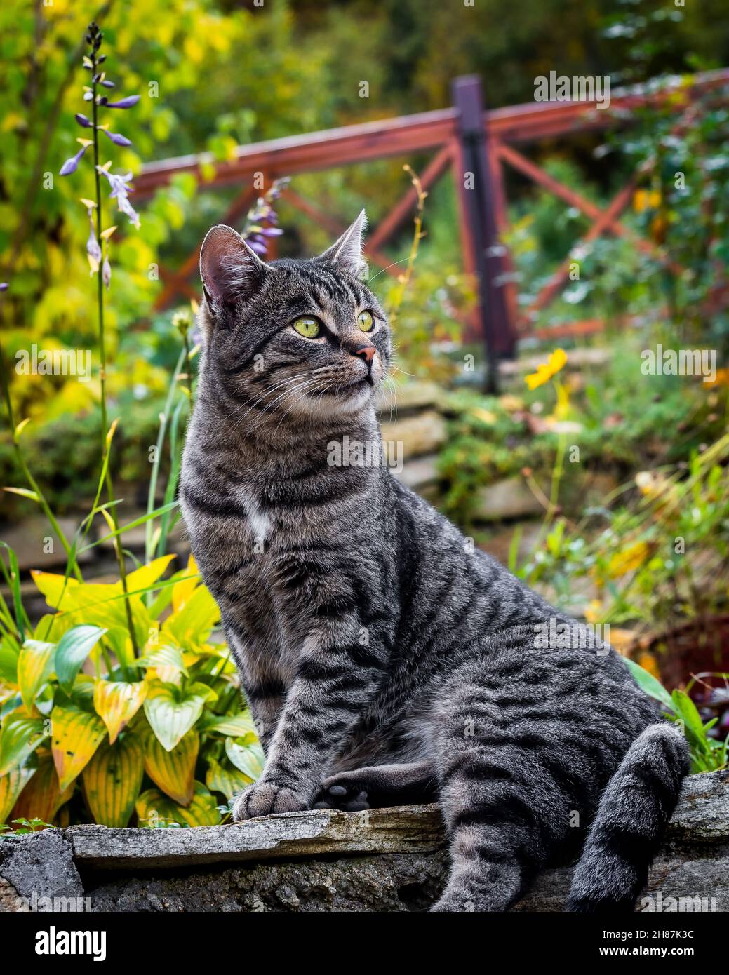 Male tabby cat grey hi-res stock photography and images - Alamy