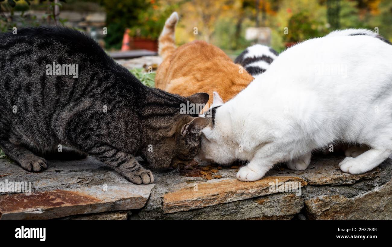 Group of stray cats hi-res stock photography and images - Alamy