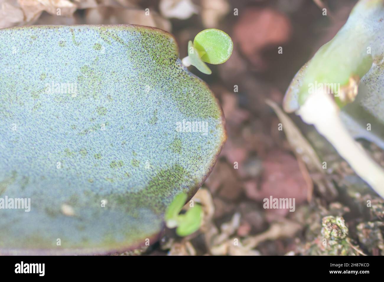 Succulent propagation from leaf cuttings. Closeup of a leaf cutting of ...