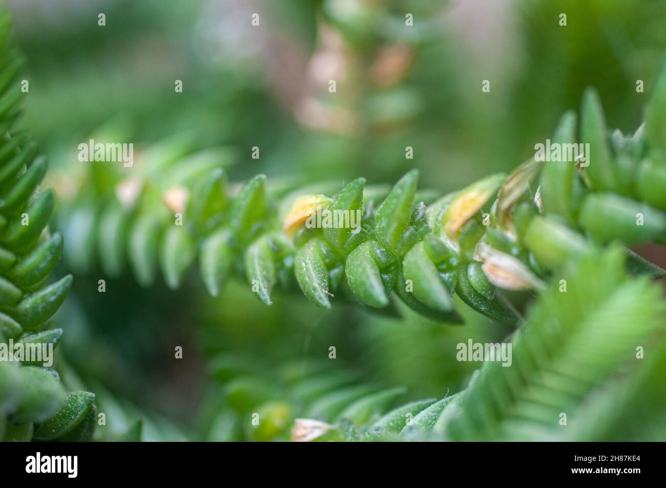 Crassula muscosa (Watch Chain). is a succulent plant native to South ...