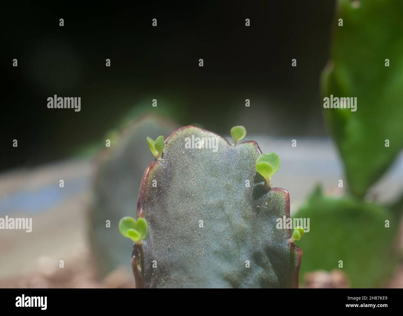 Succulent propagation from leaf cuttings. Closeup of a leaf cutting of ...