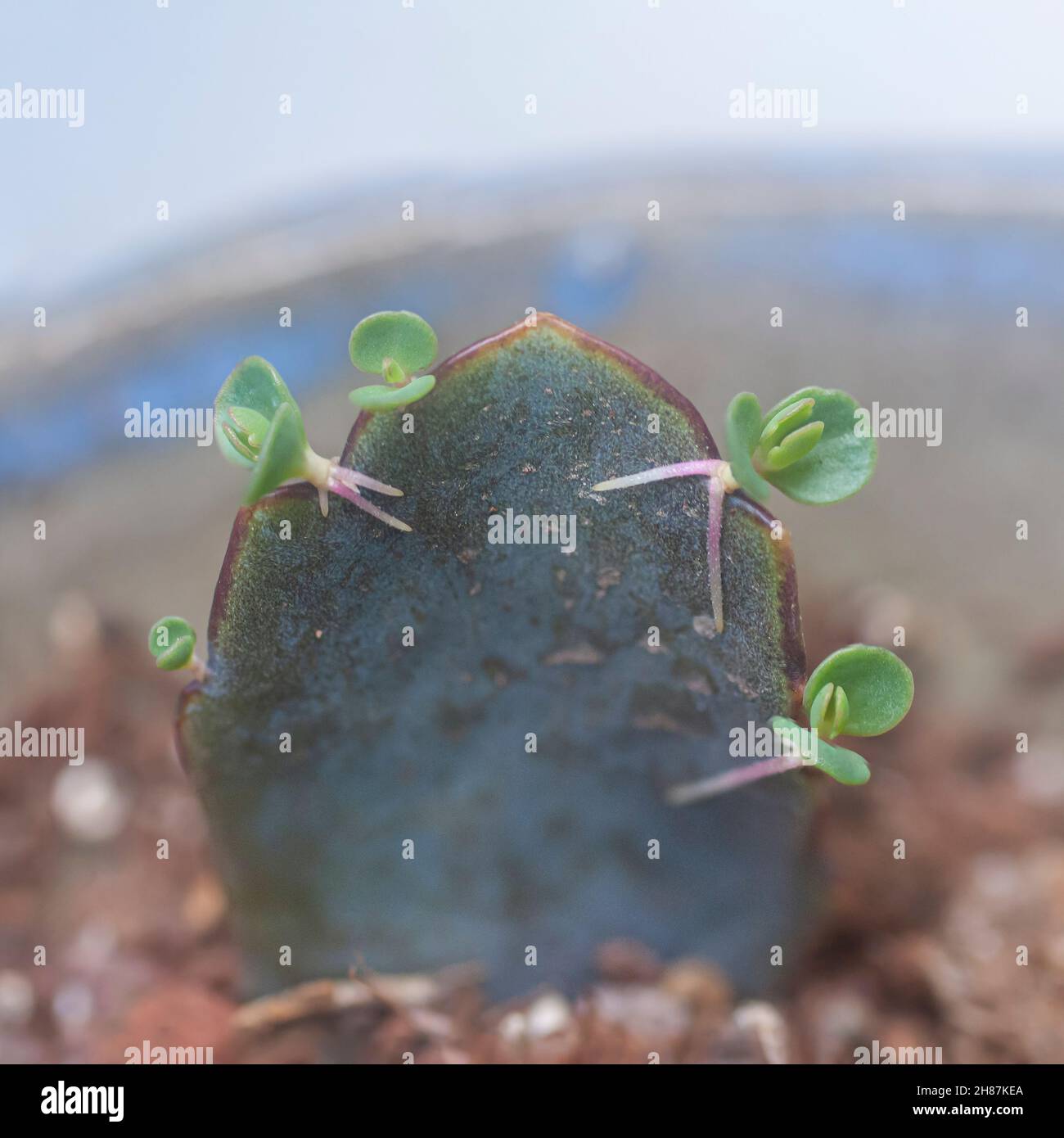 Succulent propagation from leaf cuttings. Closeup of a leaf cutting of ...
