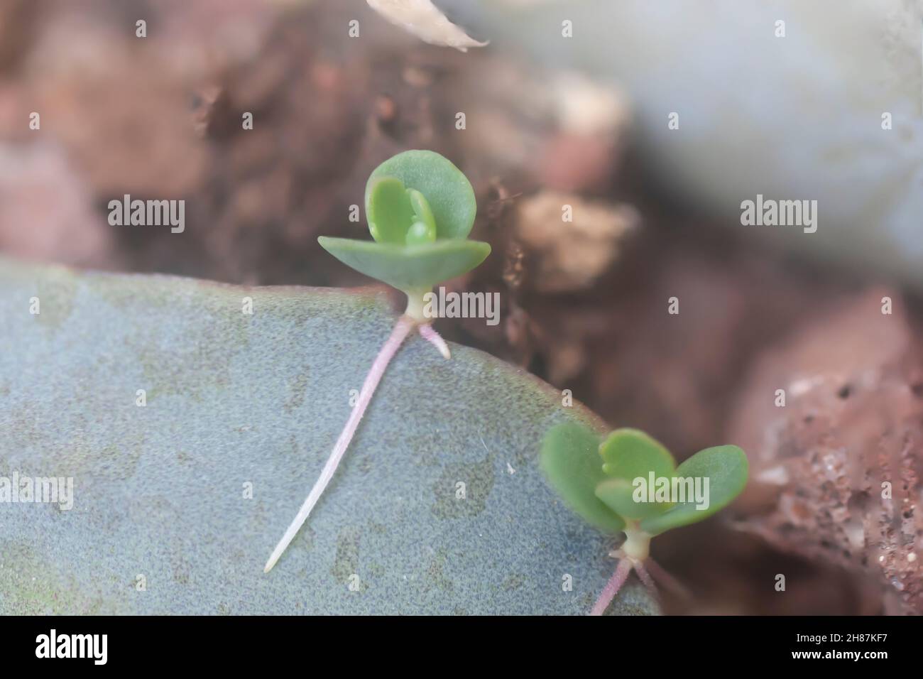 Succulent propagation from leaf cuttings. Closeup of a leaf cutting of ...