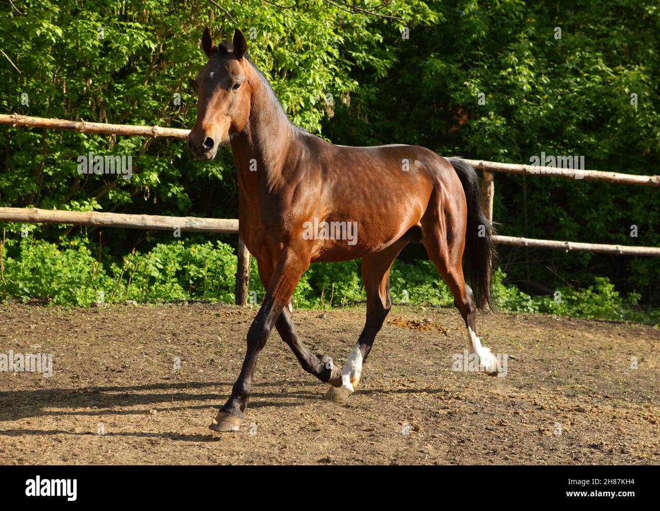 Thoroughbred horse running hi-res stock photography and images - Alamy