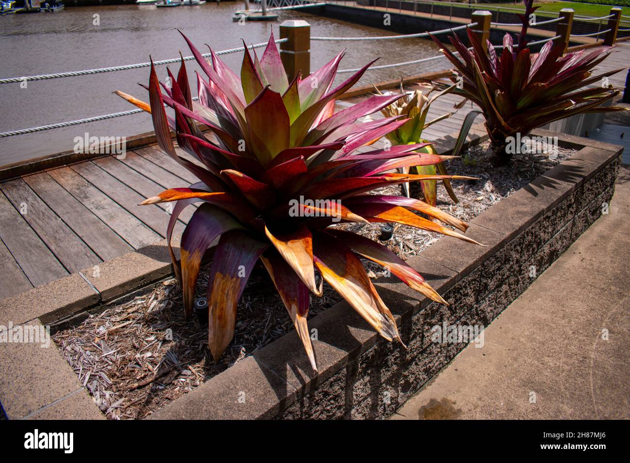 Various garden scenes from around the marina - contrasting plant ...