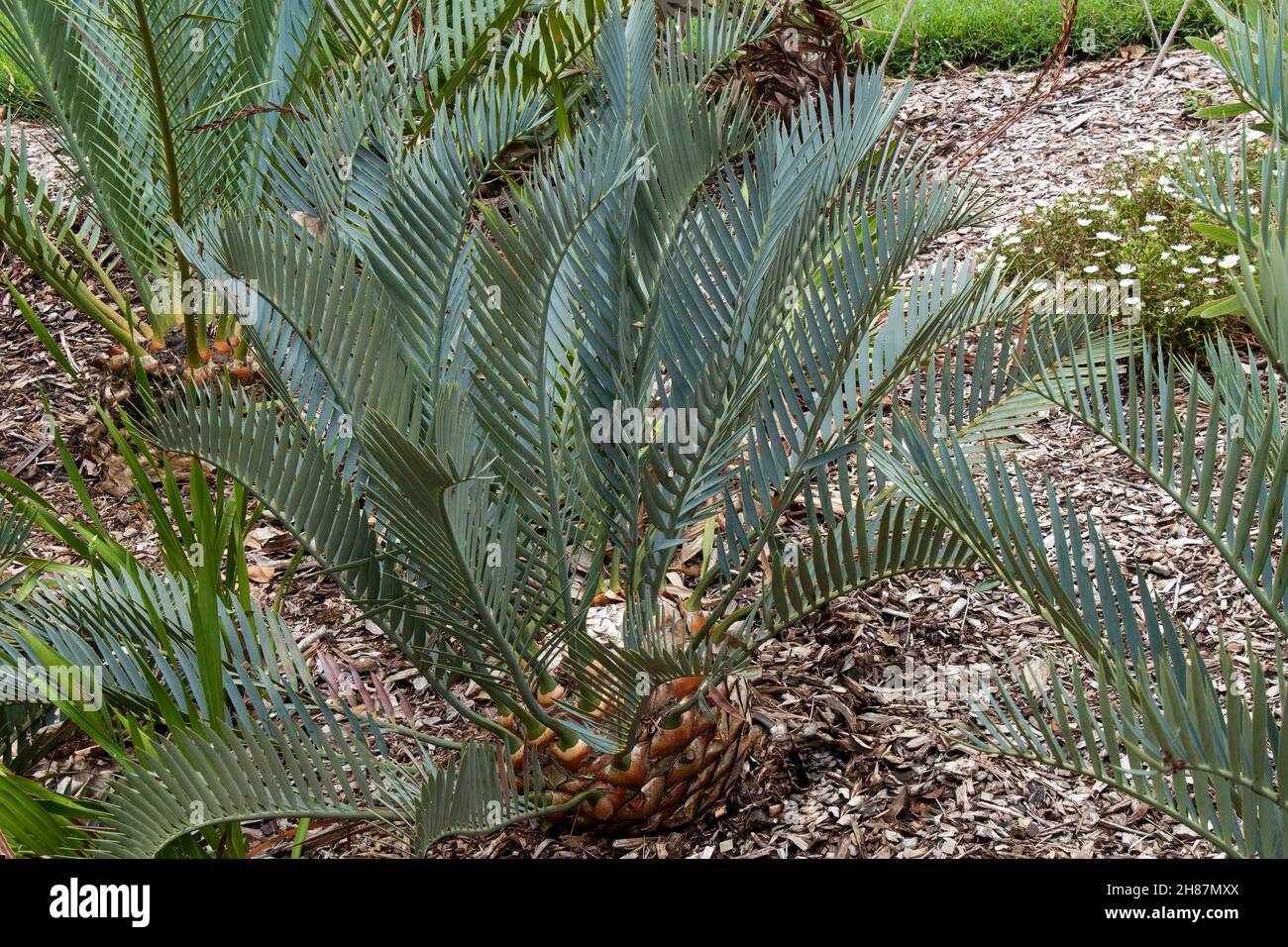 Sydney Australia, encephalartos lehmanii or karoo cycad in garden Stock ...