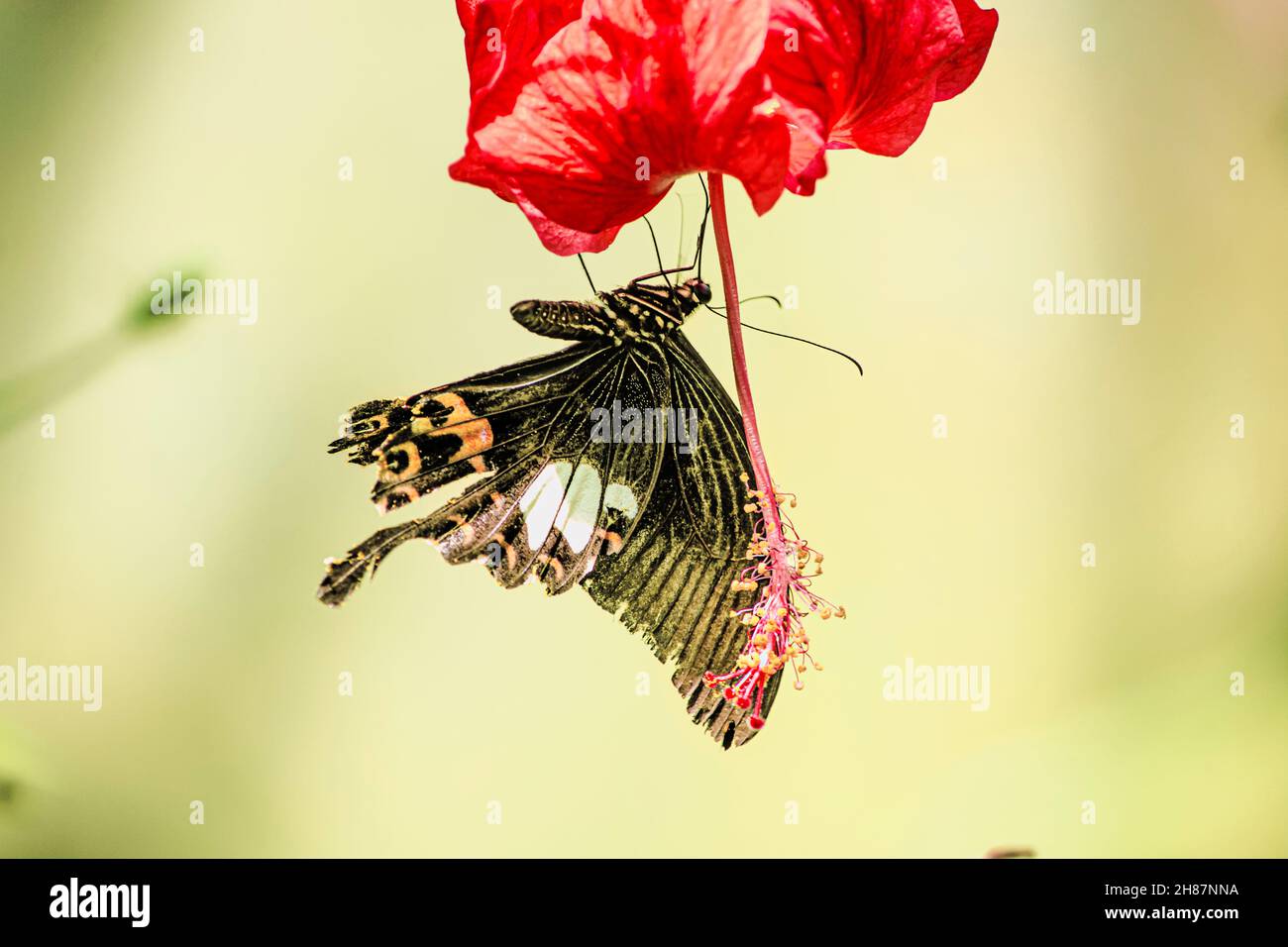 In the beautiful afternoon light a butterfly makes use of its fleeting ...