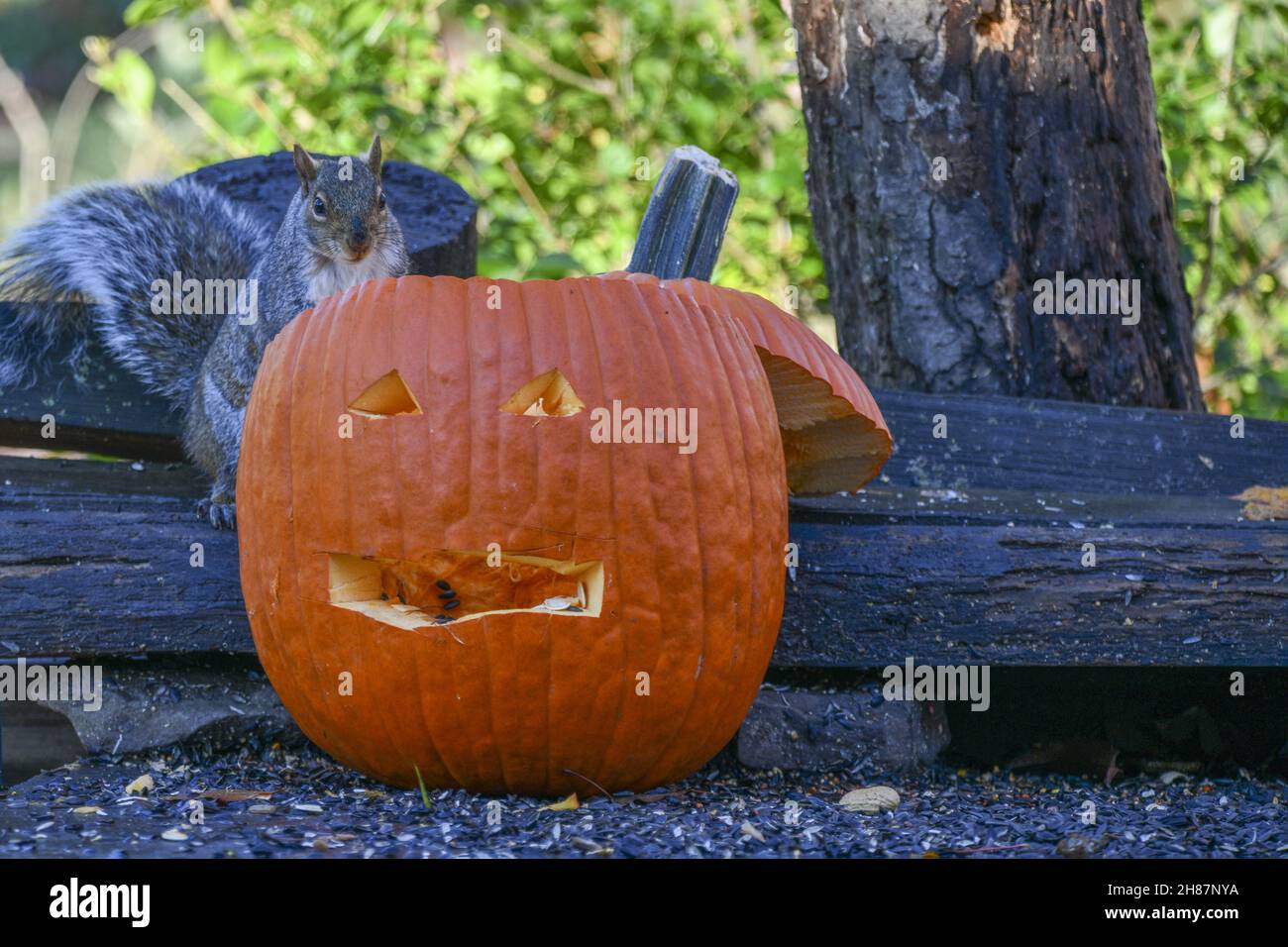 Scary squirrel hi-res stock photography and images - Alamy