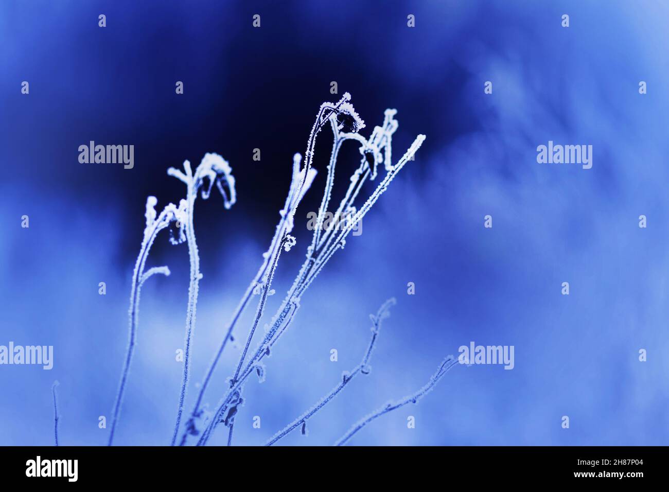 Withered flowers on long thin stems covered with white frost on a cold ...