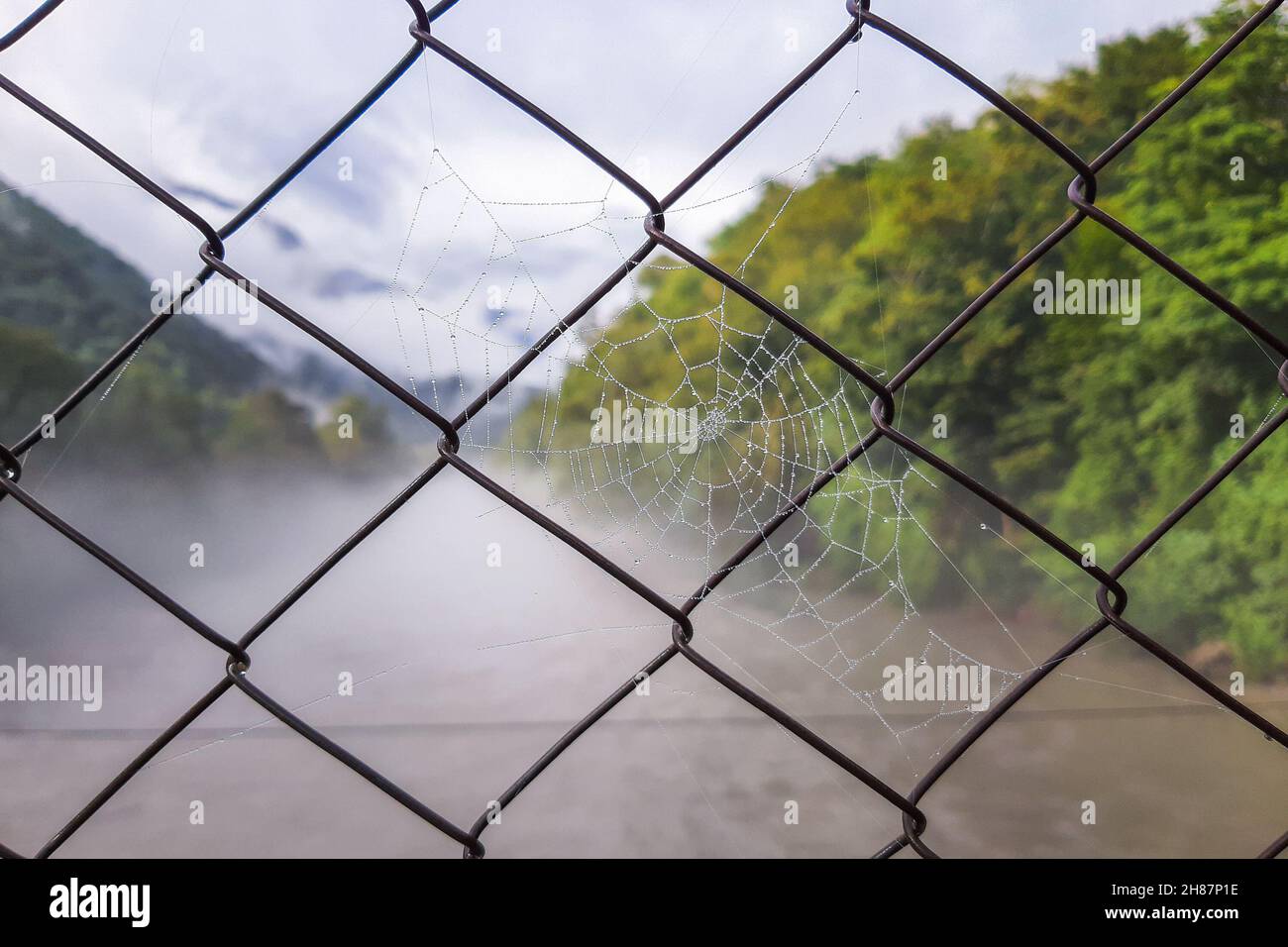 Chain link fence with cobwebs Stock Photo - Alamy