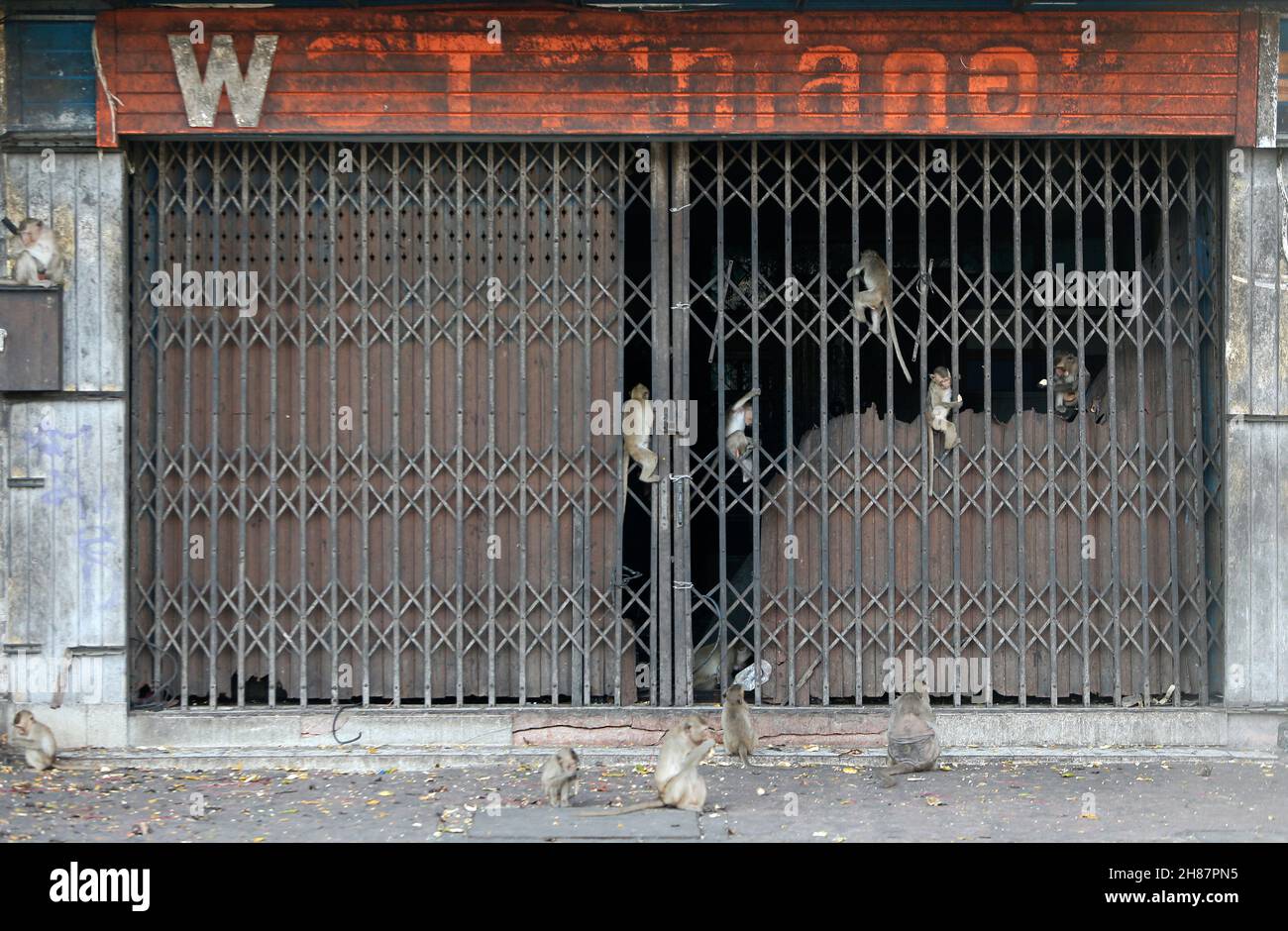 Monkeys climb on a door of an abandoned shop during the 33rd annual ...