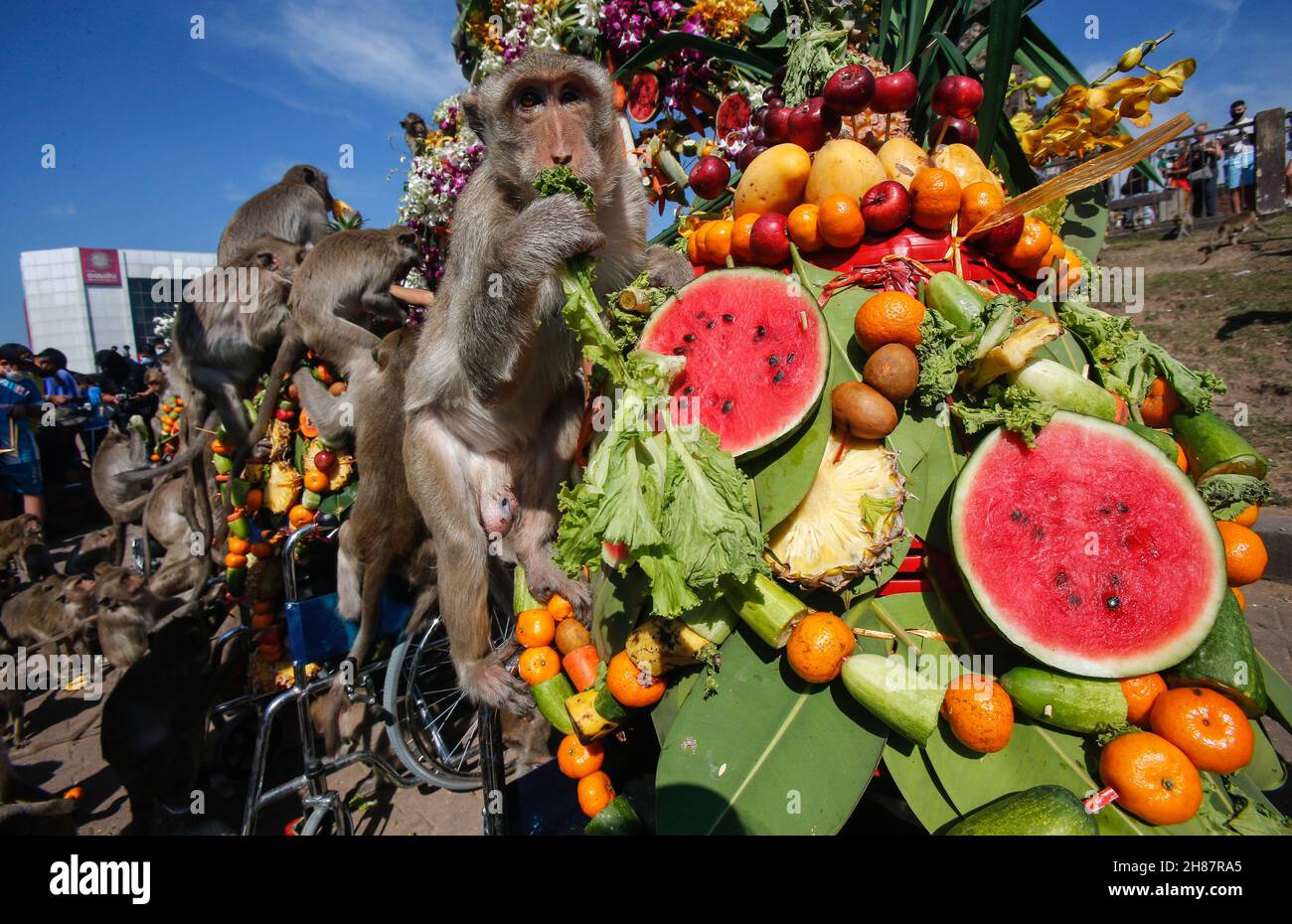 Monkeys are seen eating fruits and vegetables during the 33rd annual ...